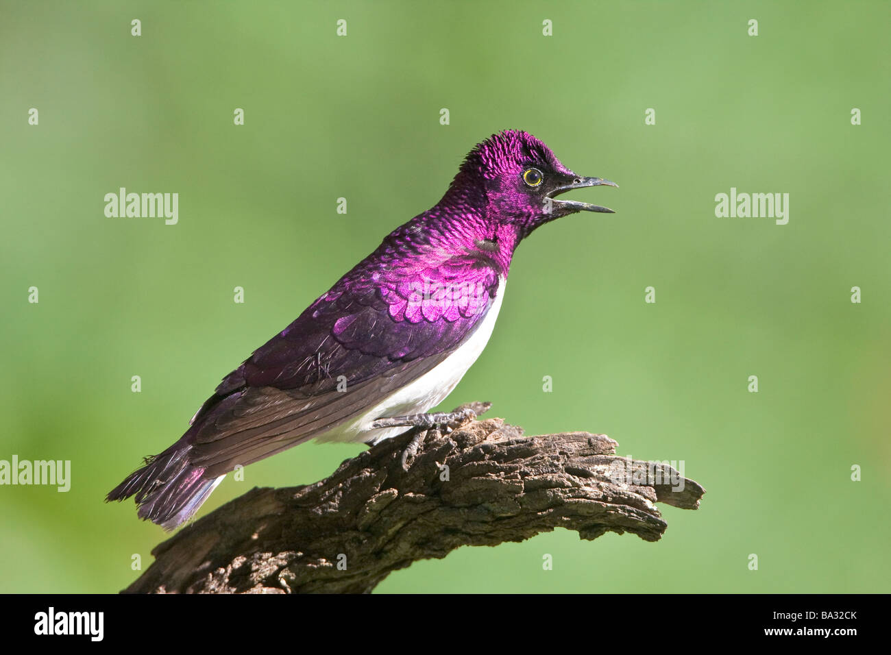 Violet backed starling hi-res stock photography and images - Alamy