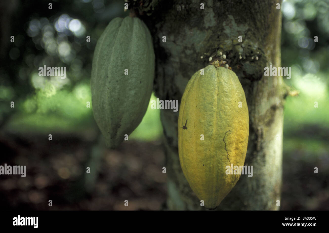 Cocoa-tree detail cacaos Africa nature vegetation botany plant ...
