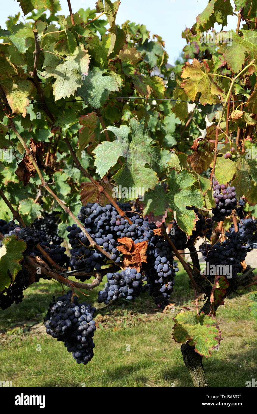 The loire wine region hi-res stock photography and images - Alamy