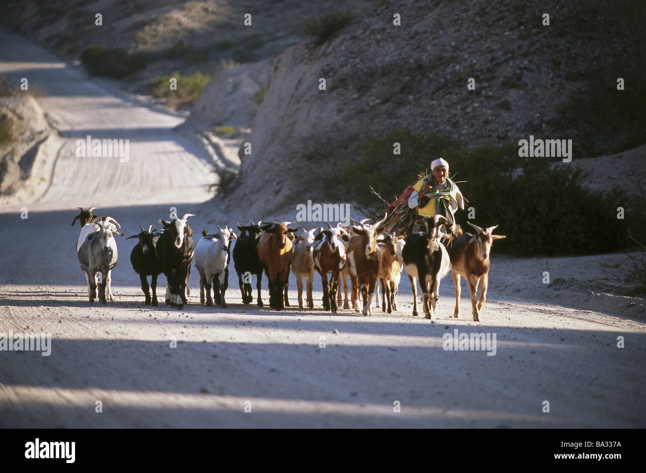 Argentina Cafayate street woman goat-herd Latin America South America ...