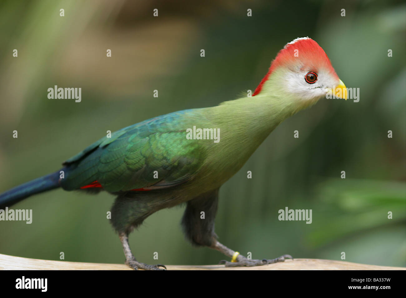 red crested turaco bird Stock Photo - Alamy