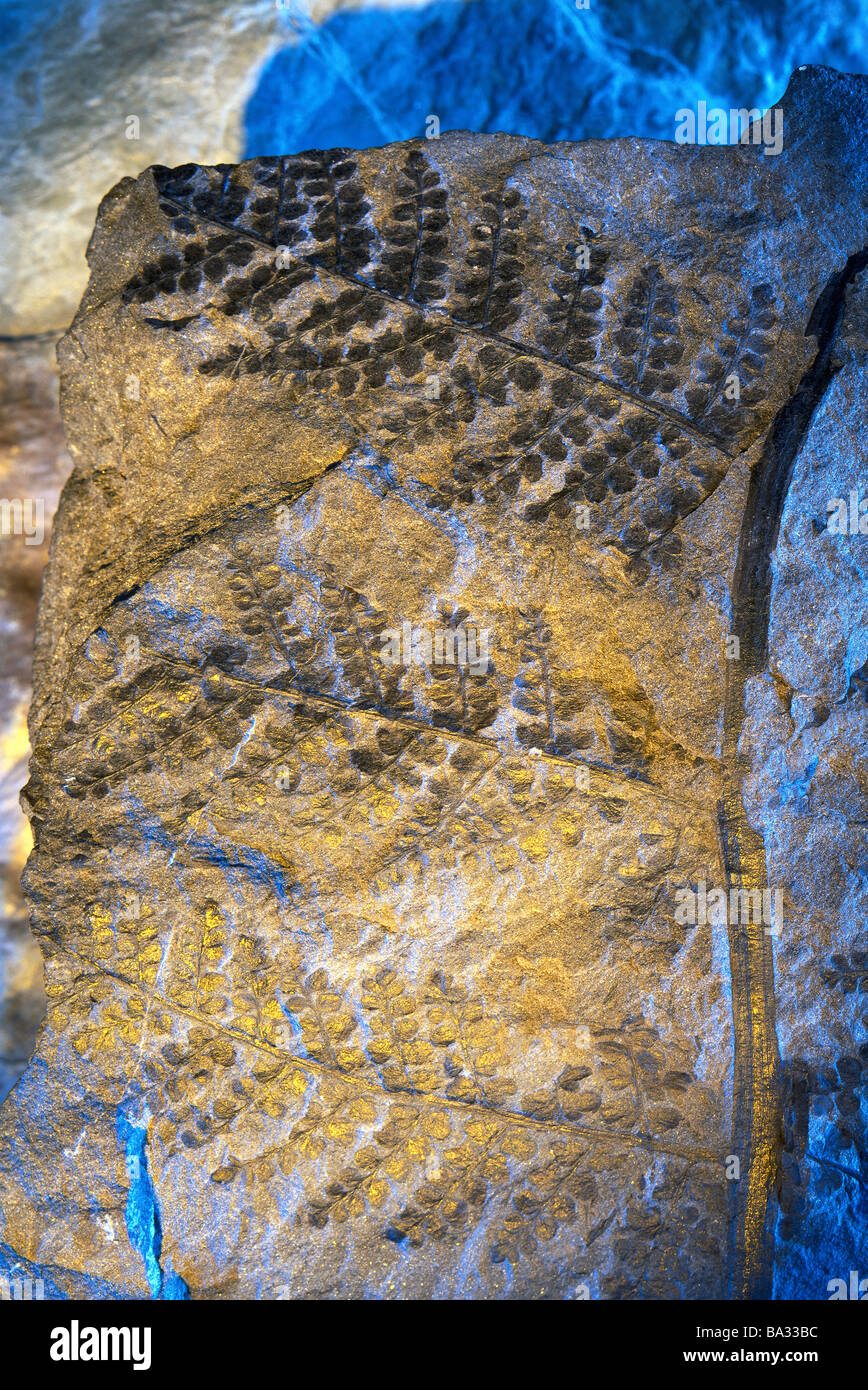 Petrifaction hi-res stock photography and images - Alamy