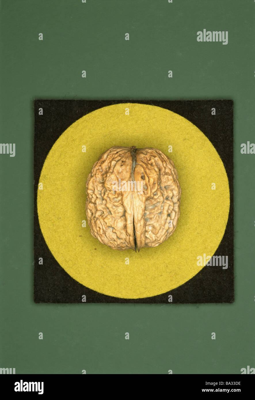 Walnut completely nut Welsche nut Juglans regia stone-fruit seeds ...