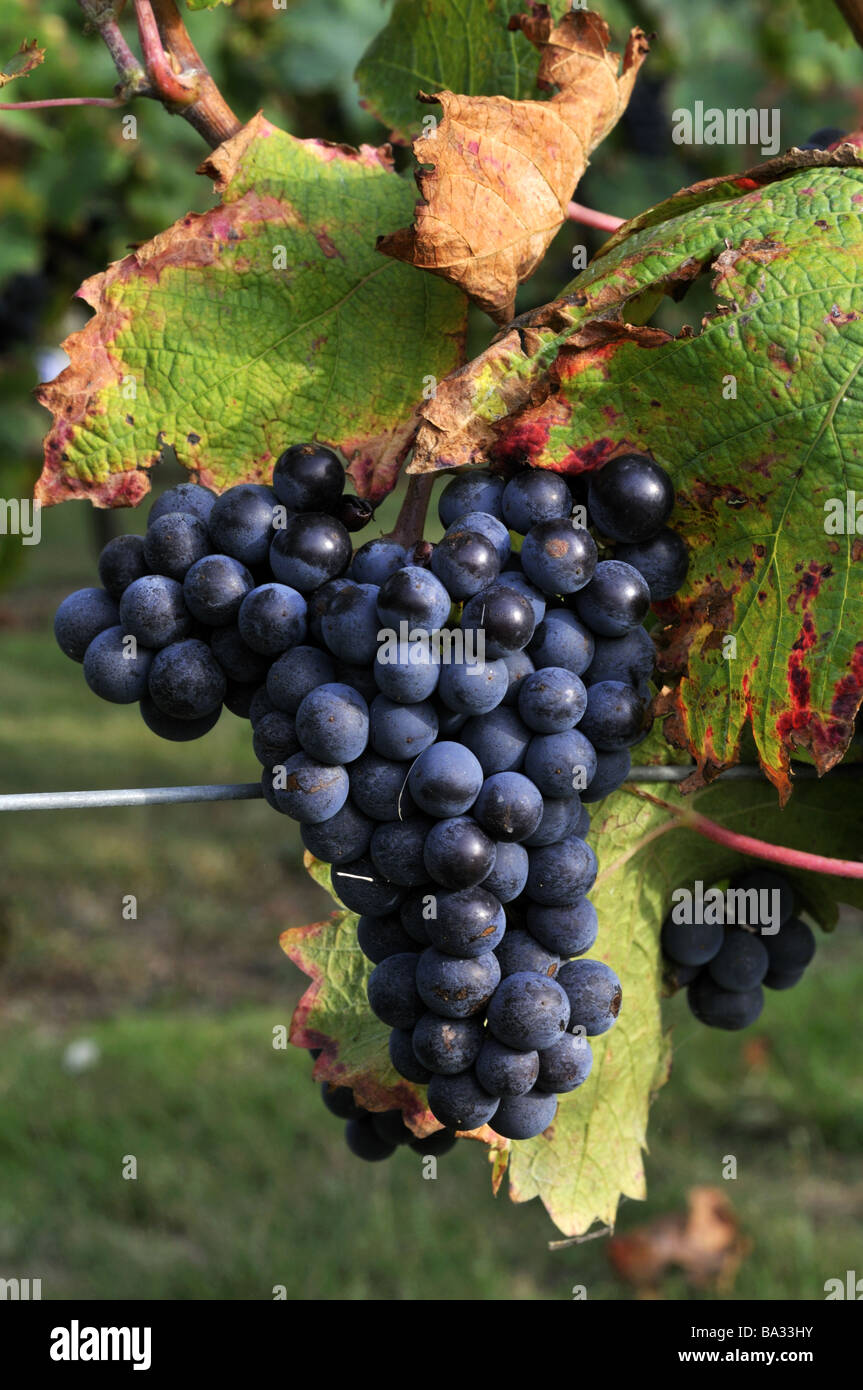 Cabernet Franc red grape is widely planted in the Loire region of ...