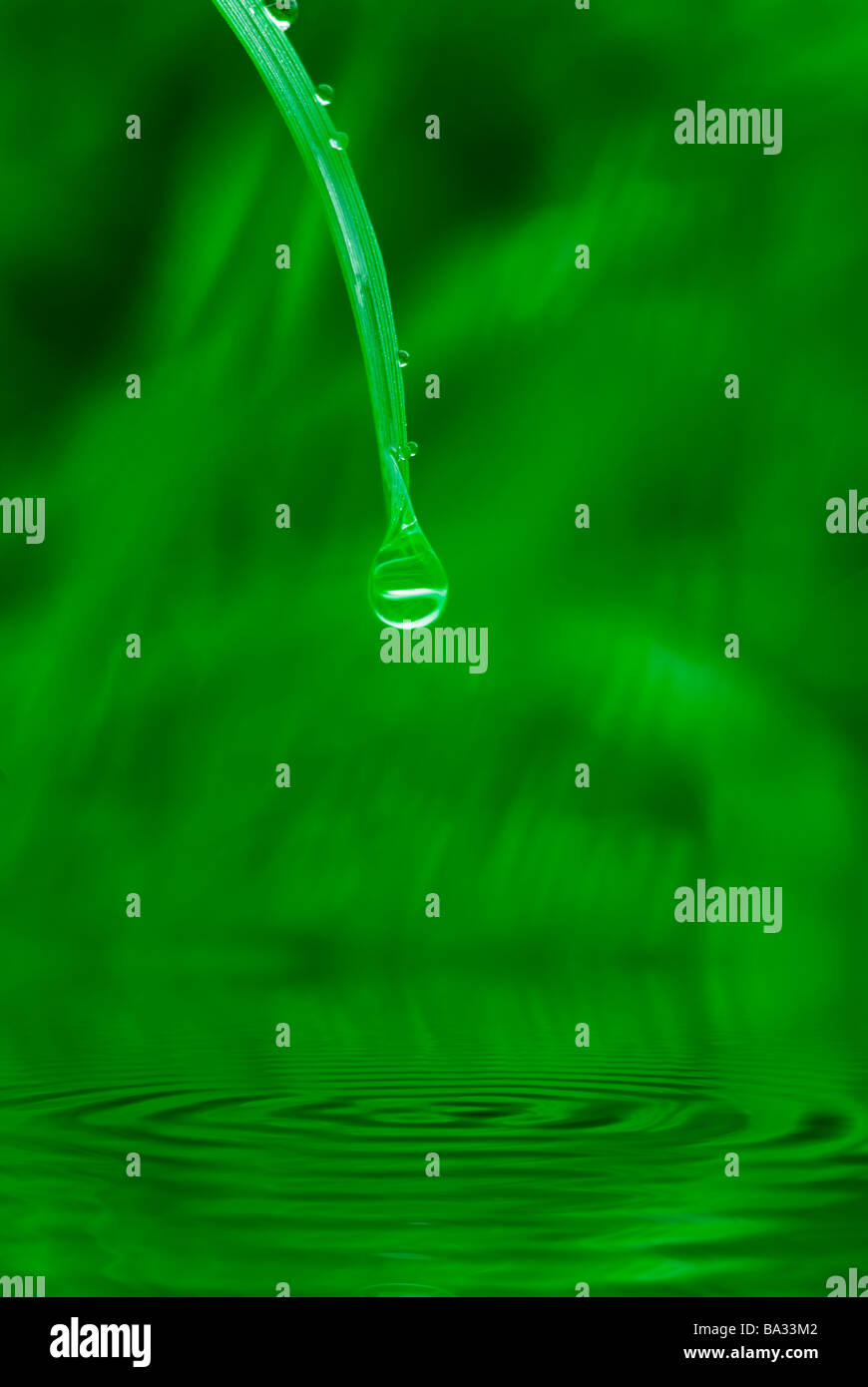 Water dripping from stalk of the grass Selective focus a RGB Stock ...