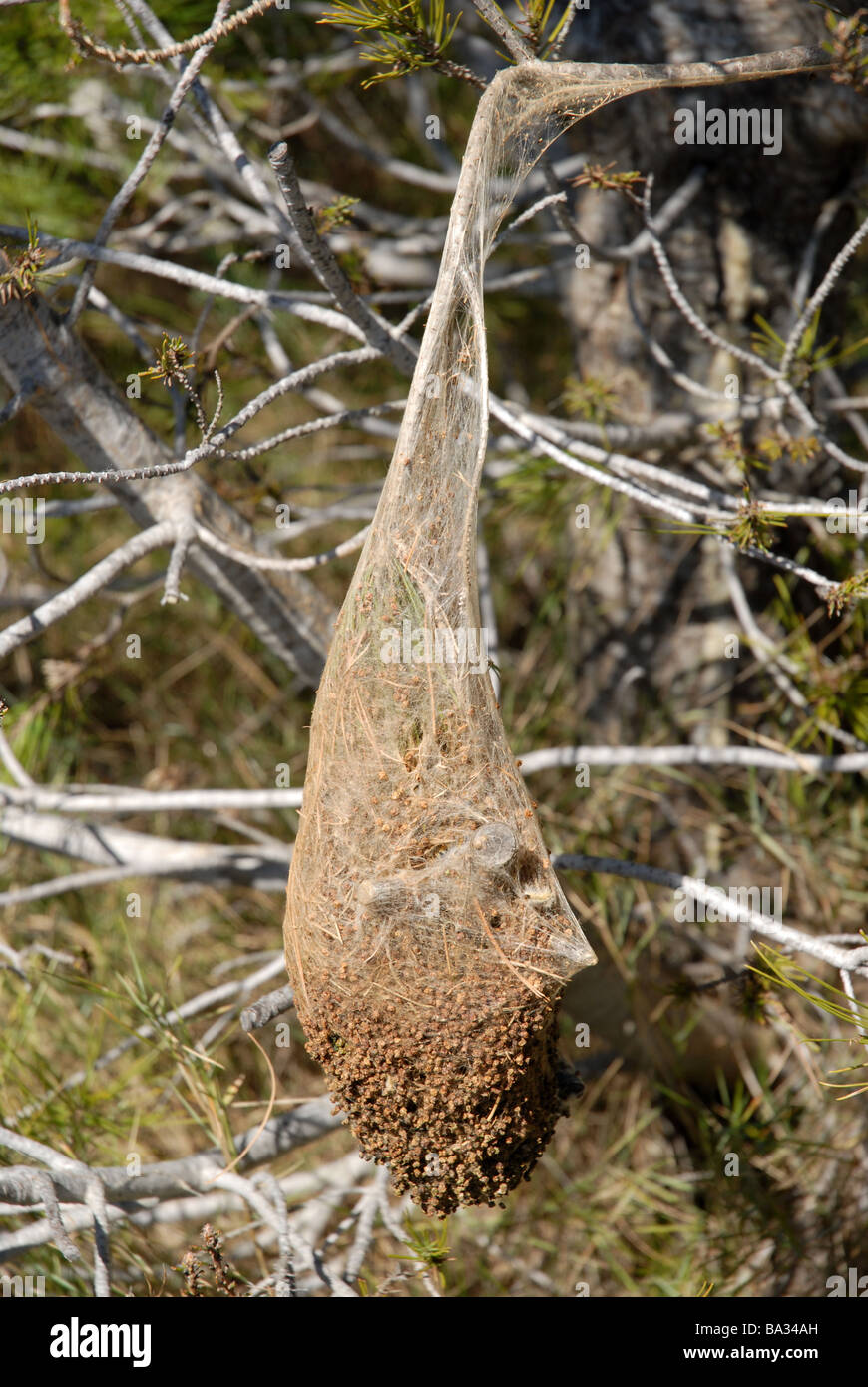 Processional pine caterpillar "tent", near Benimaurell, Alicante ...