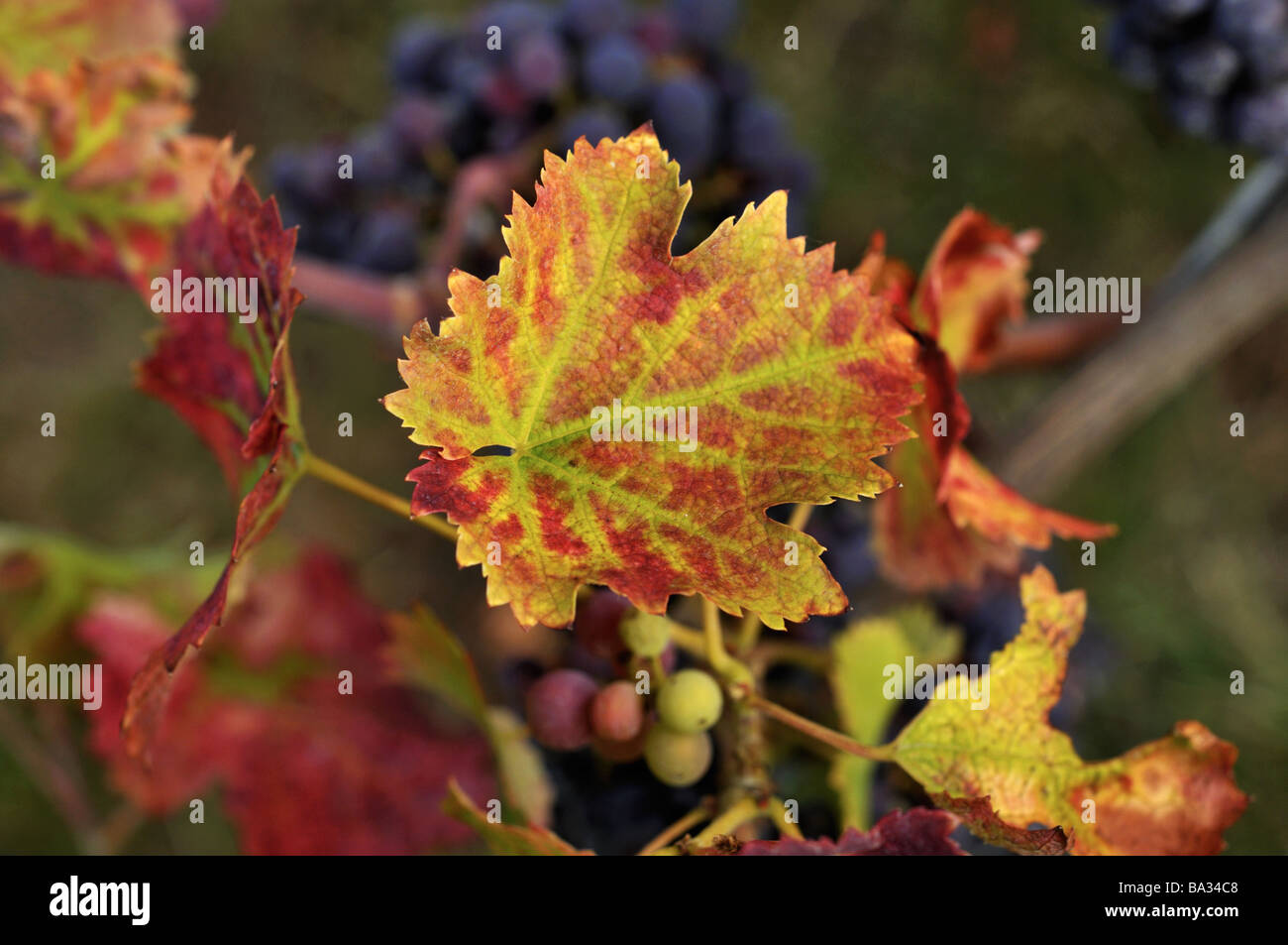 Fall grape leaves and vines hi-res stock photography and images - Alamy