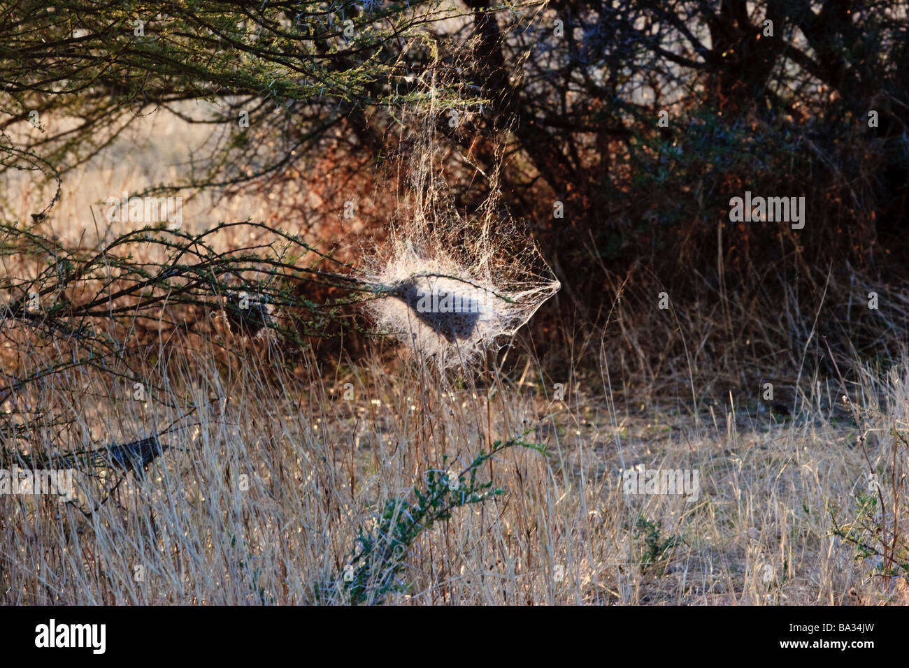 Communal spider web hi-res stock photography and images - Alamy