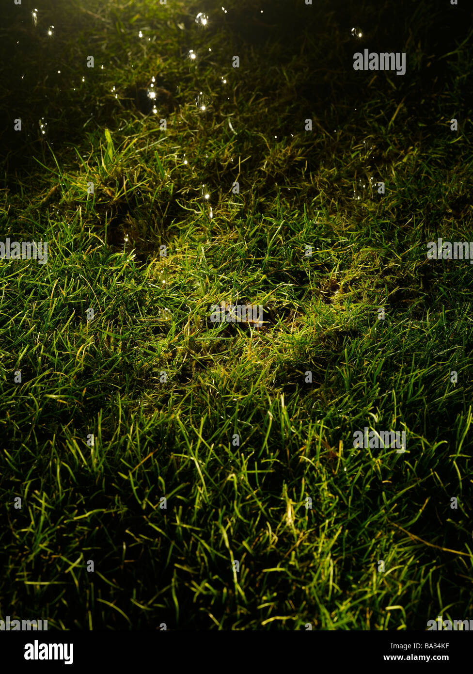 Rugged grass hi-res stock photography and images - Alamy