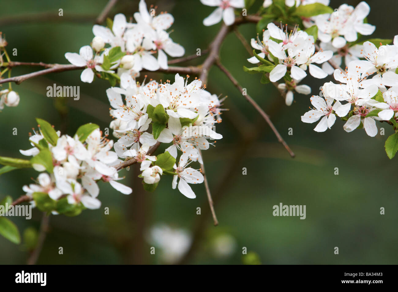 wild plum,plum flowers,white native flowers,wild fruit Stock Photo - Alamy