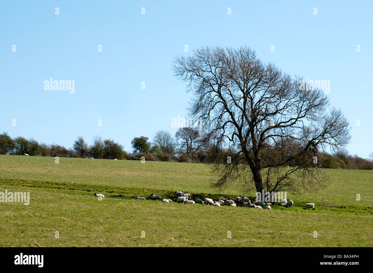 Sheep grazing under a tree near Old Wichester Hill in the South Downs ...