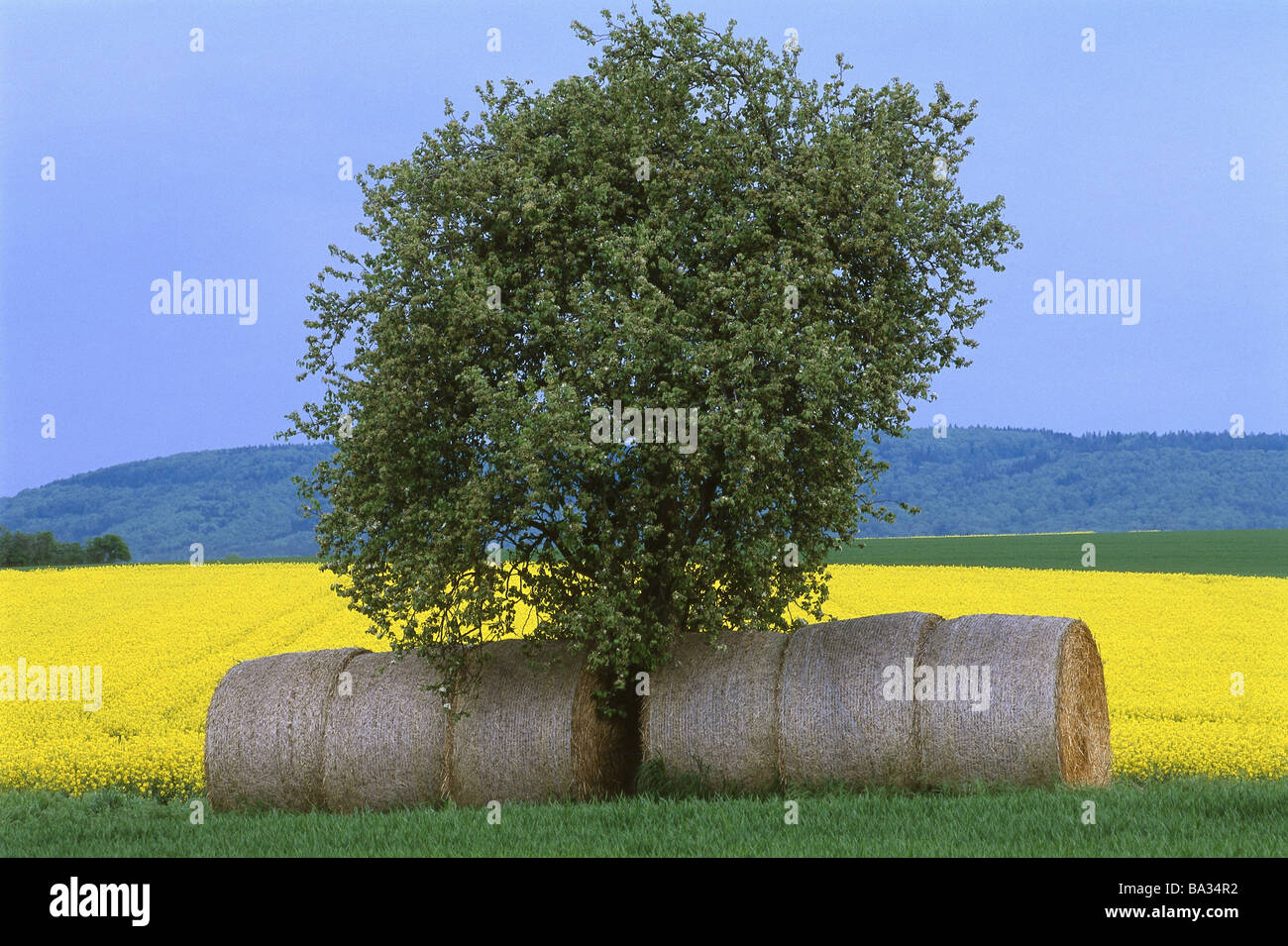 Field-landscape solitaire-tree storage straw-round-bale field rap-field ...