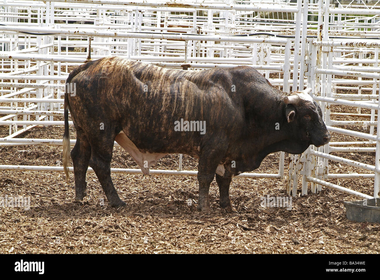 Bull pen gate hi-res stock photography and images - Alamy