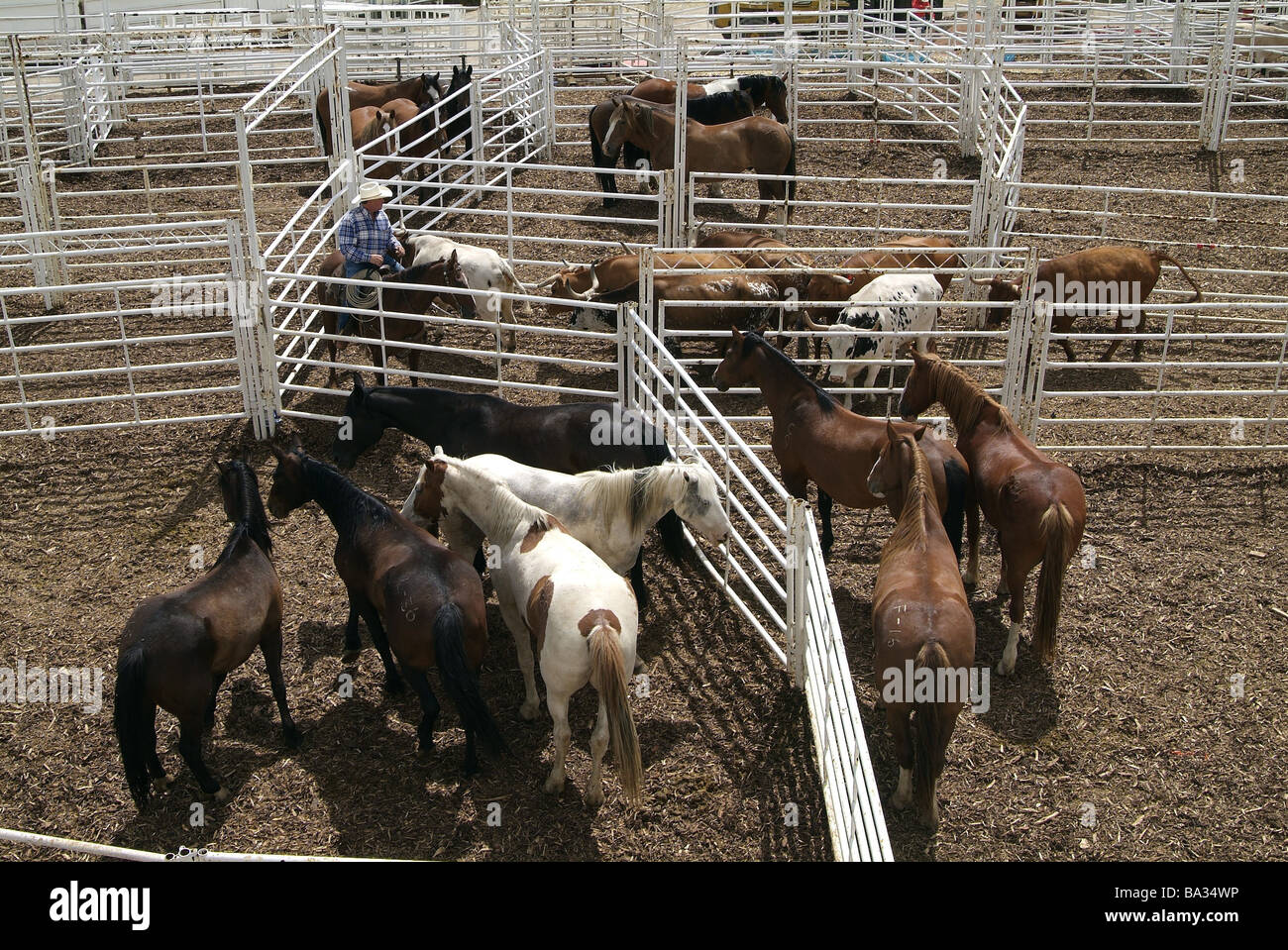 Corralled cows hi-res stock photography and images - Alamy