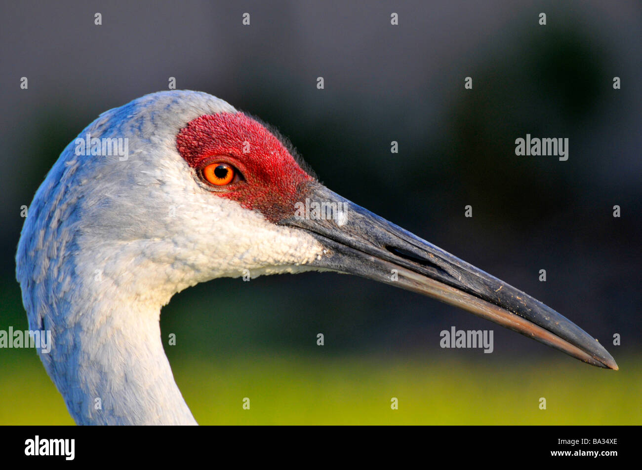 Sandhill crane head and neck Stock Photo - Alamy