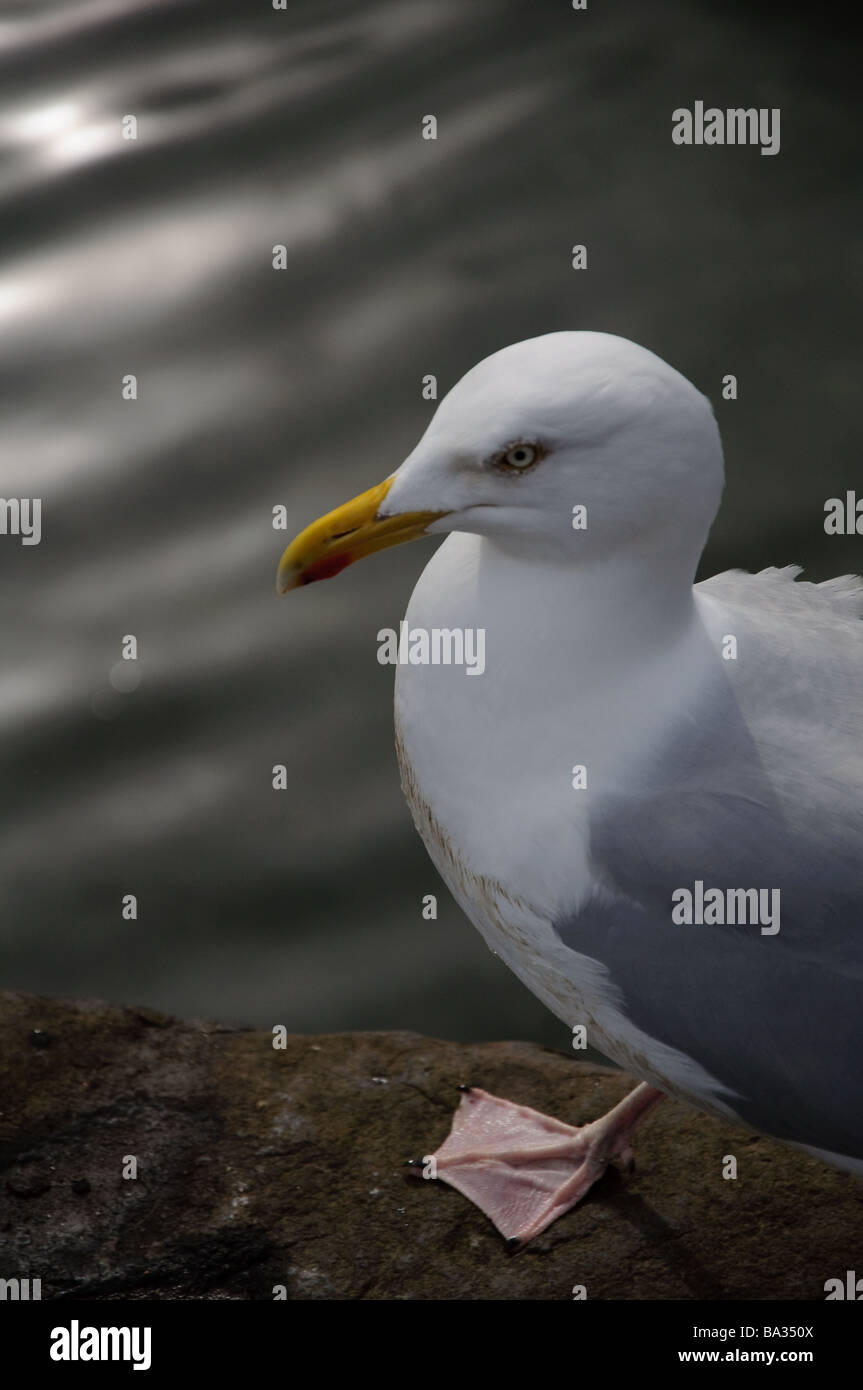 Strutting seagull hi-res stock photography and images - Alamy