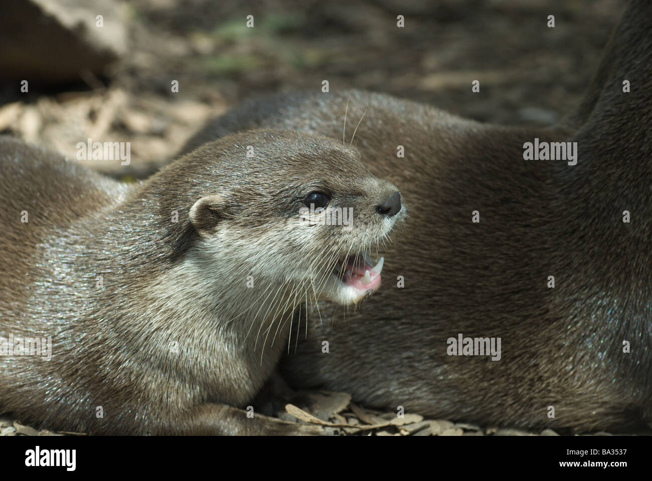 Otters kissing hi-res stock photography and images - Alamy