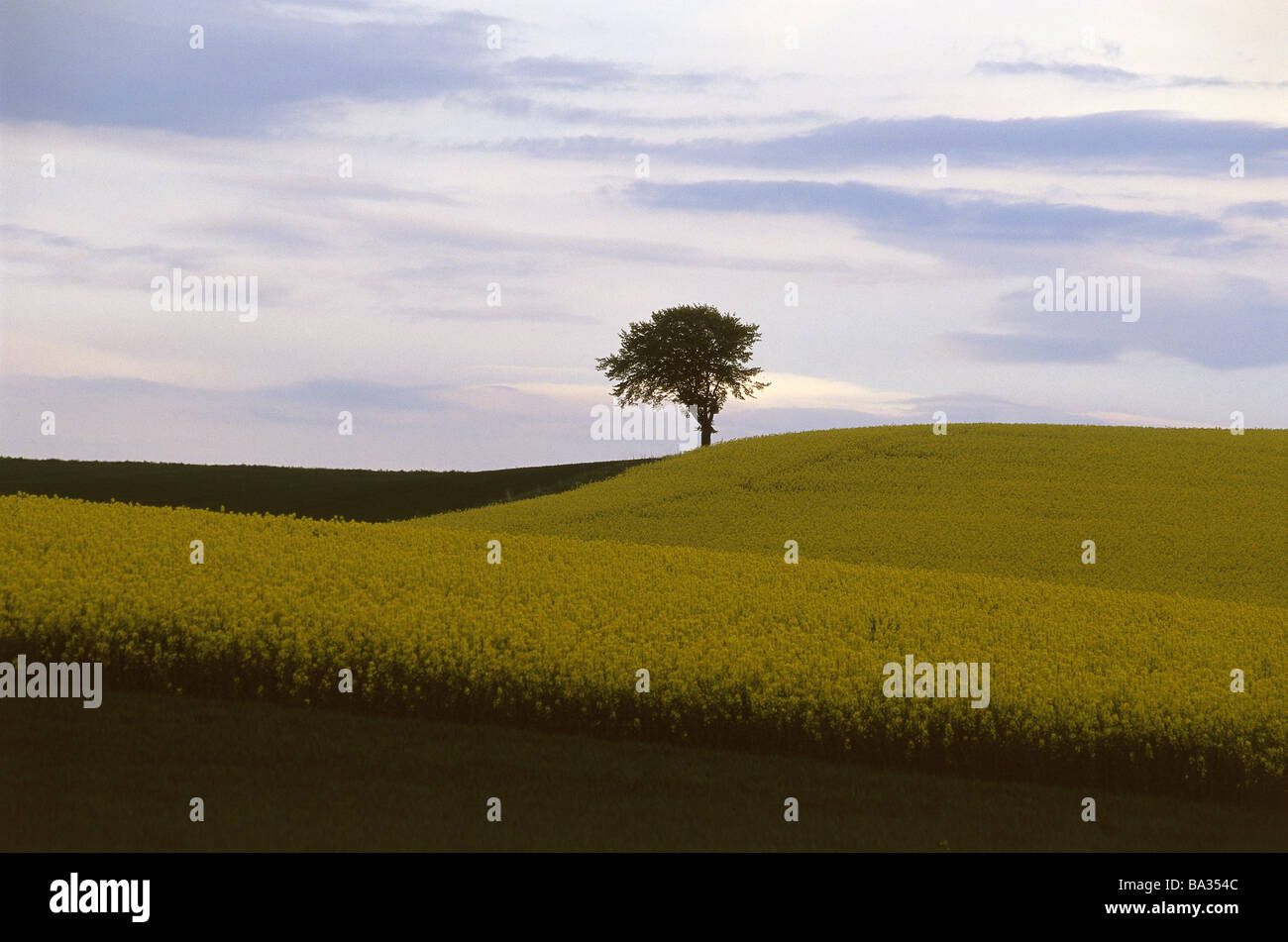 Rap-field foliage-tree cloud-mood hill-landscape field-landscape ...