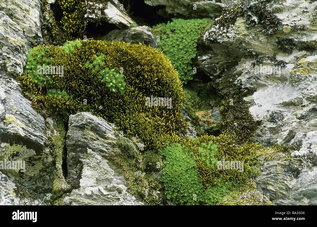 Rock-wall moss Moossteinbrech Saxifraga spec. Rocks stones rock mossy ...