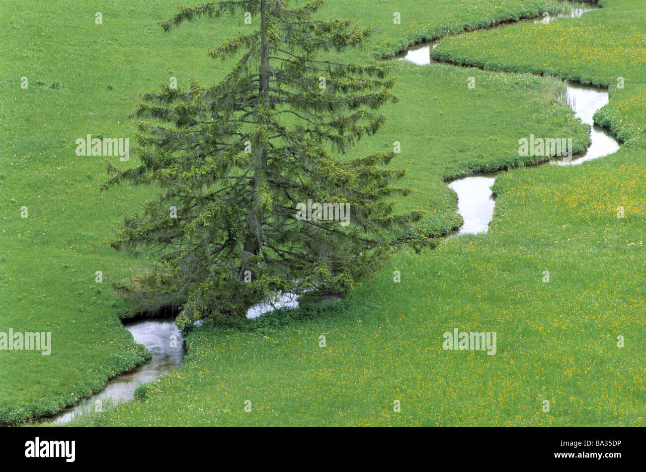 Truncated tree hi-res stock photography and images - Alamy