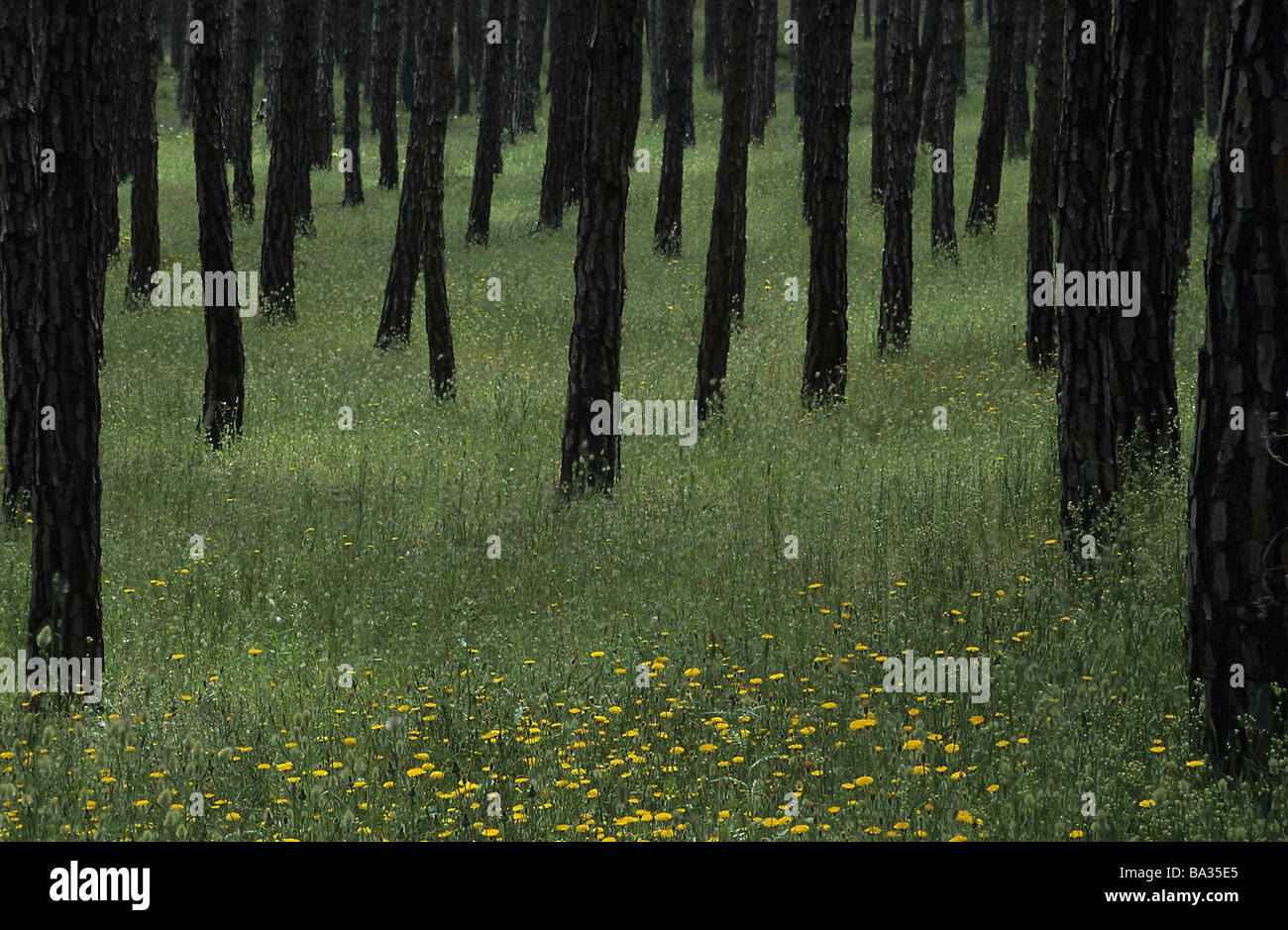 Italy Sardinia pine-forest detail tree-trunks forest trees conifers ...