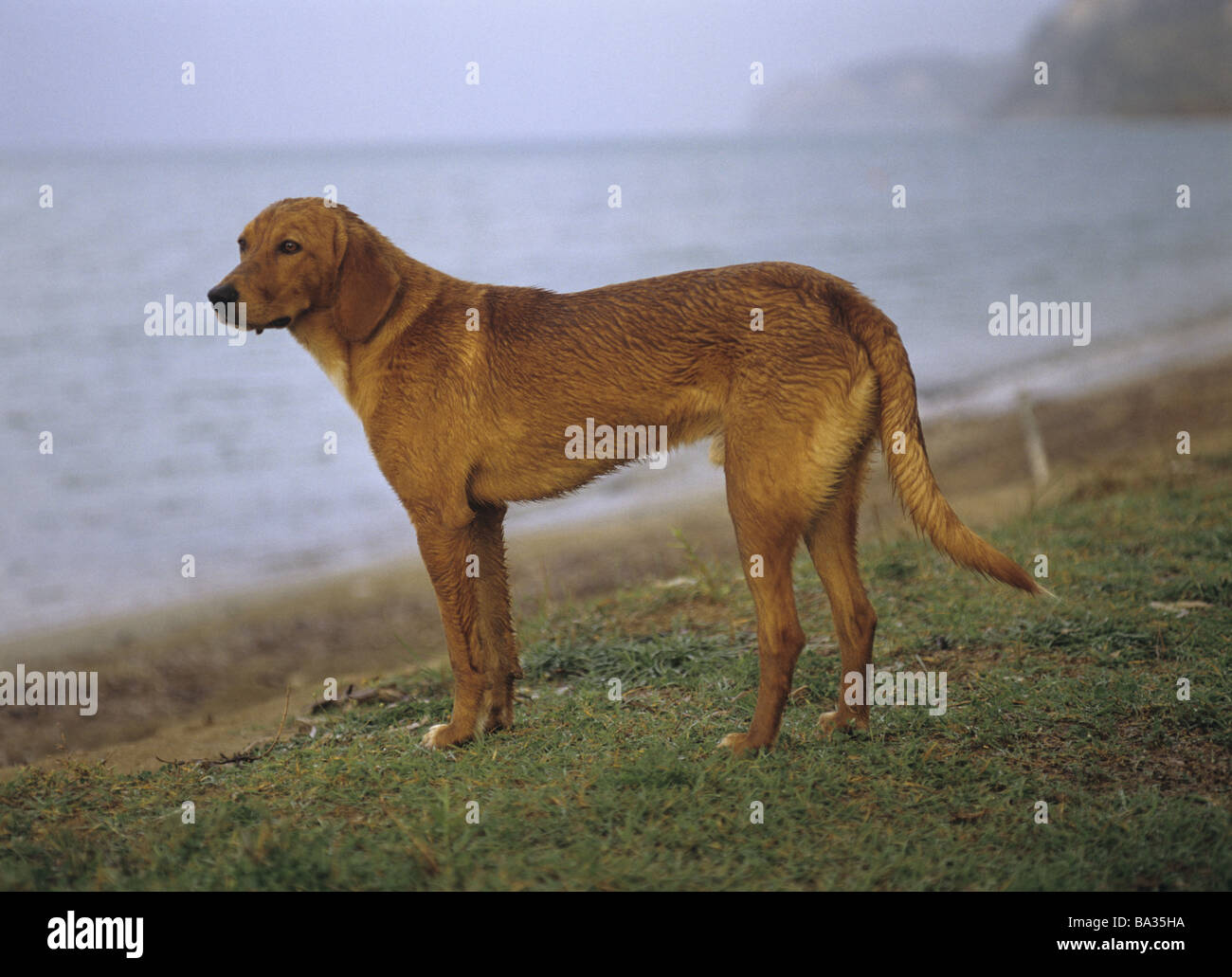 Dog education half breed dog hi-res stock photography and images - Alamy