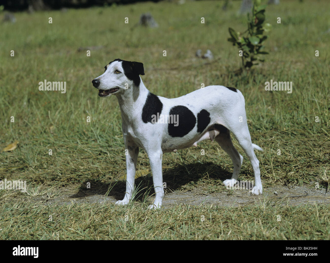 Dog education half breed dog hi-res stock photography and images - Alamy