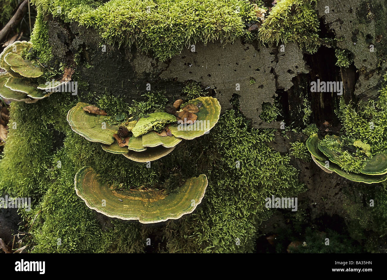 Stub mosses tree-sponges tree trunk vegetation grew over lichens plants ...