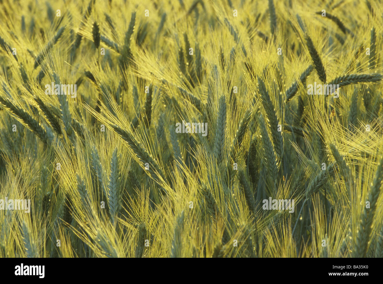 Grain-field detail heads cultivation grains grain-heads useful plants ...
