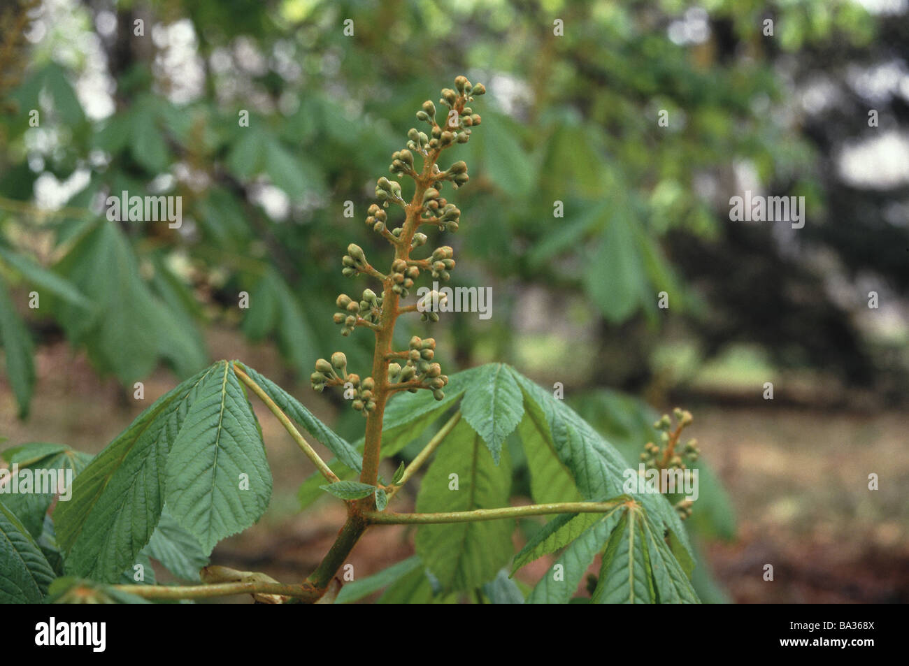 Buckeye buds hi-res stock photography and images - Alamy