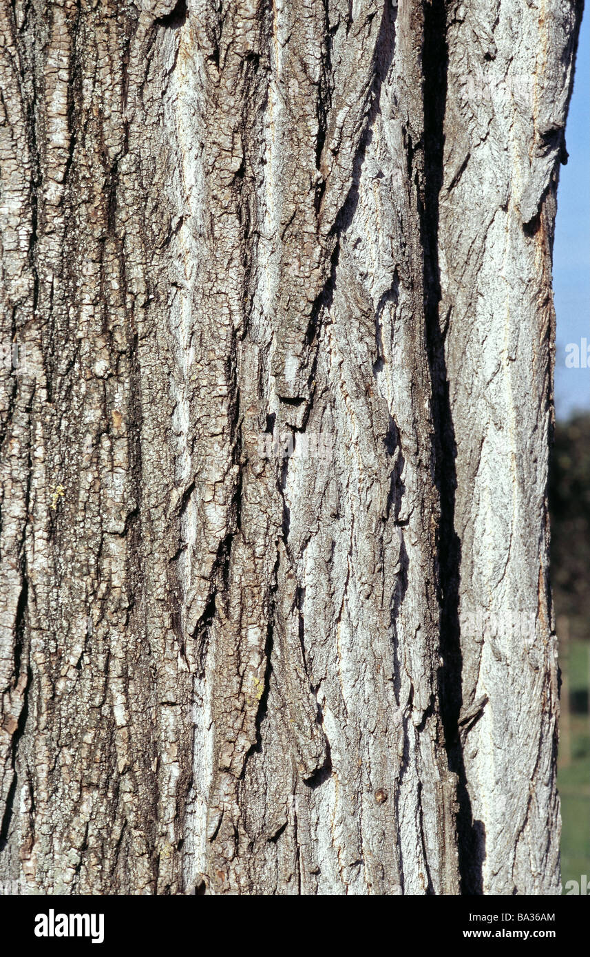 Black poplar bark pattern hi-res stock photography and images - Alamy