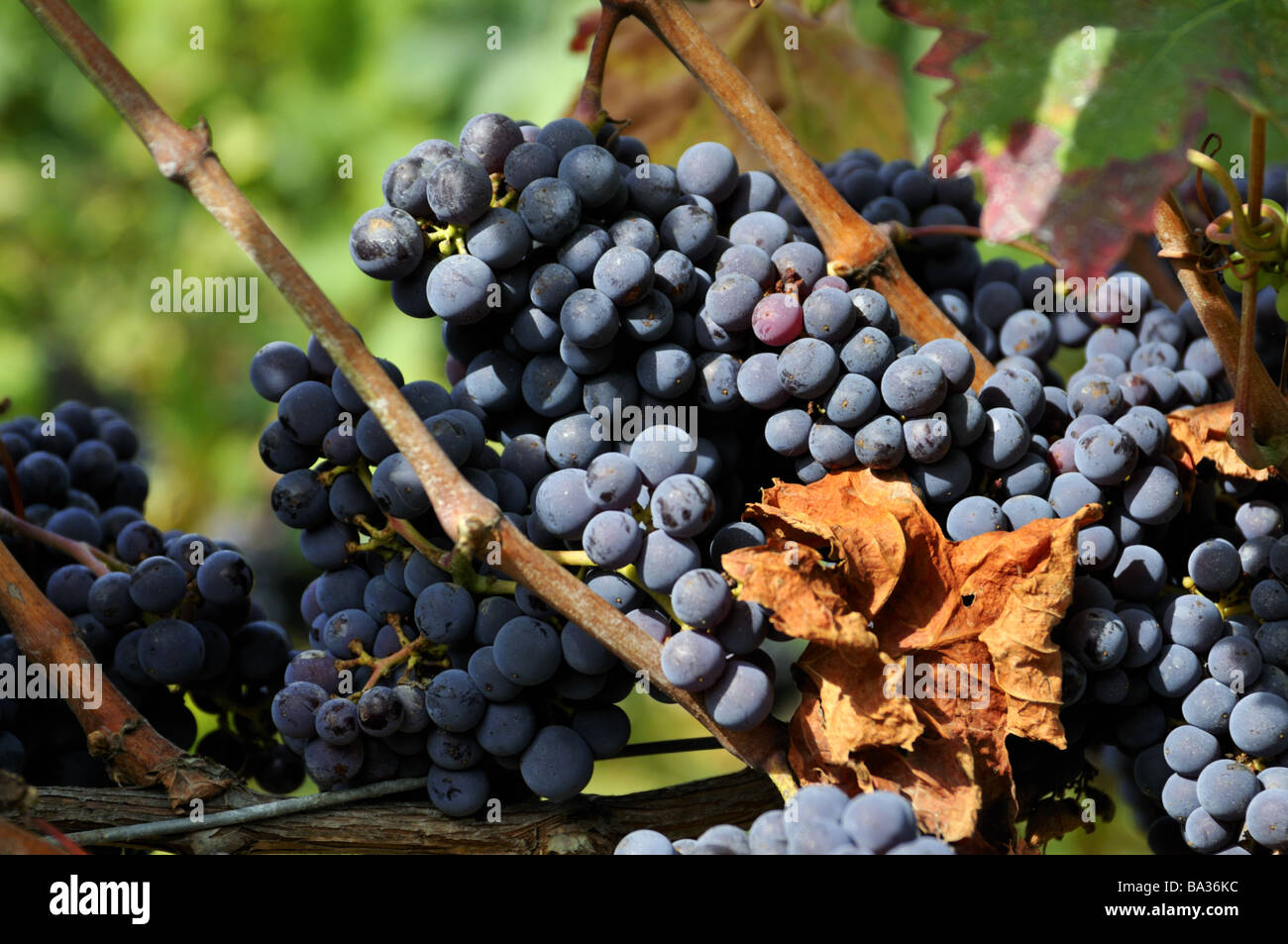 Cabernet franc grapes hi-res stock photography and images - Alamy
