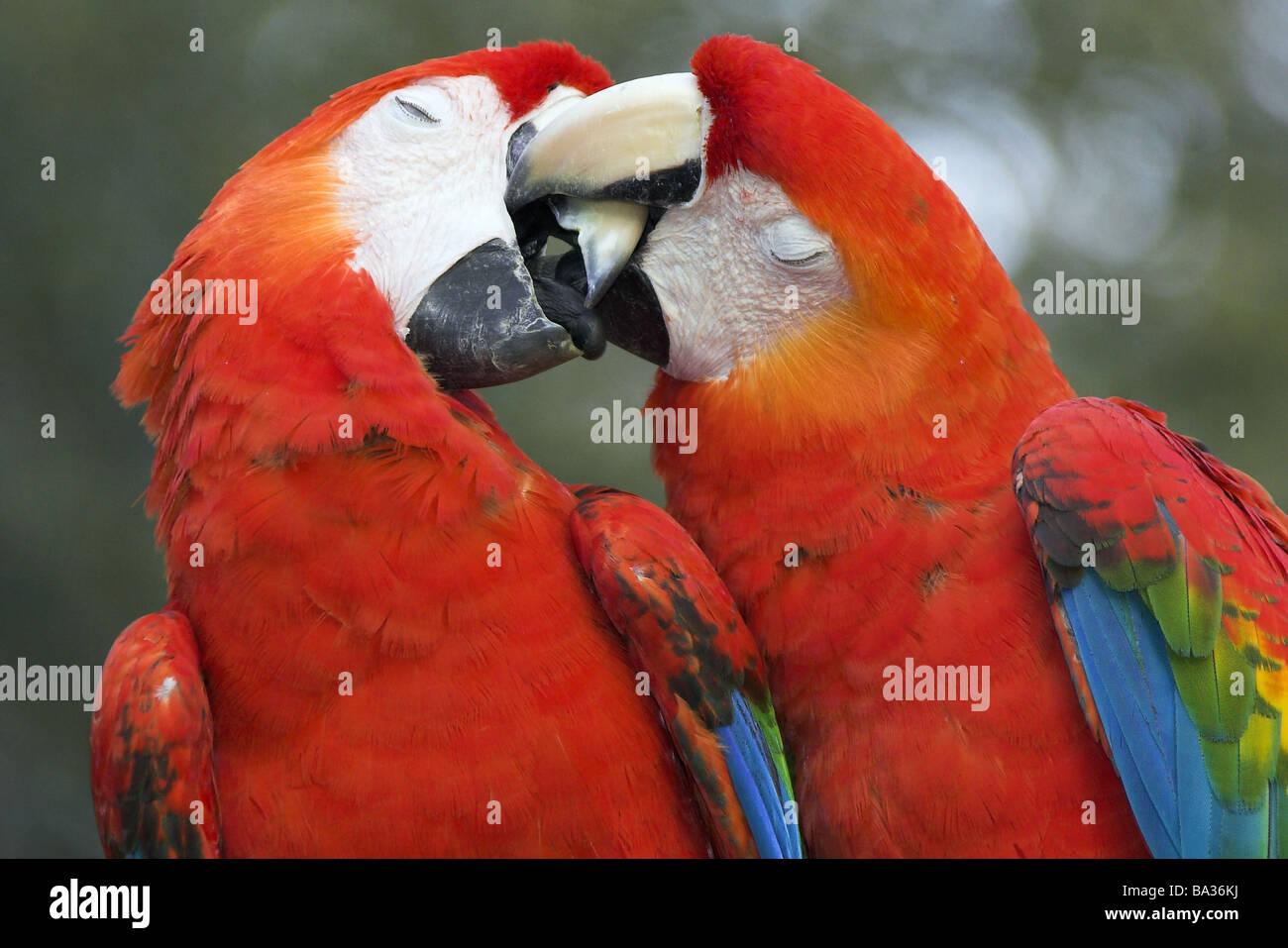 Zoo animals touch hi-res stock photography and images - Alamy