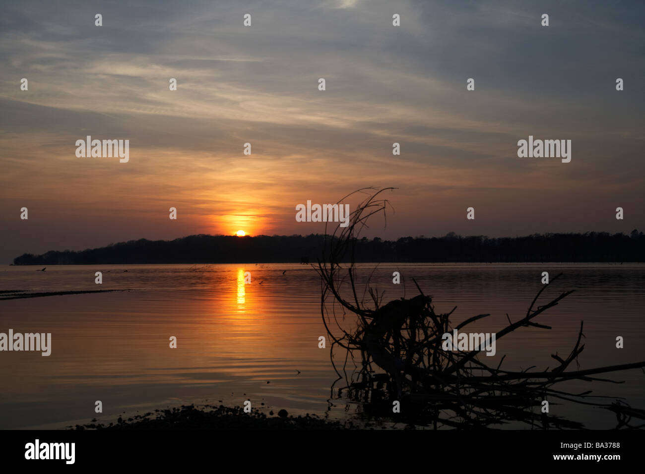 sunset over lough neagh with submerged floating tree branches in the ...