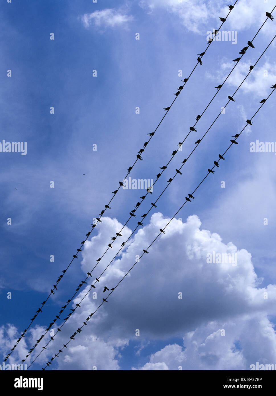 Schwarmbildung hi-res stock photography and images - Alamy