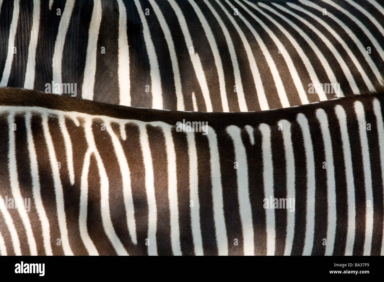 Real zebra animal hi-res stock photography and images - Alamy