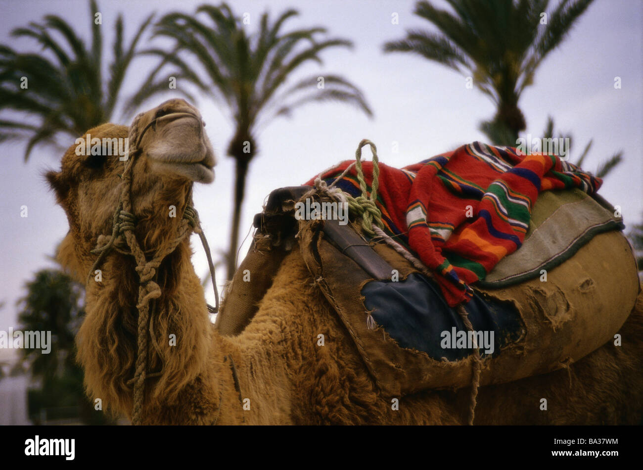 Camel halters hi-res stock photography and images - Alamy