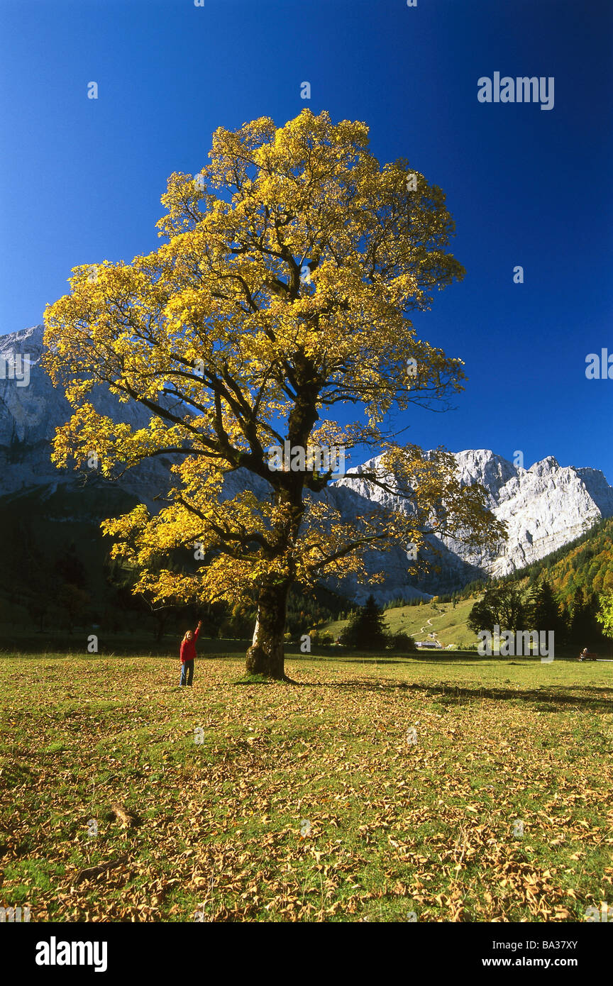 Variegated sycamore maple hi-res stock photography and images - Alamy