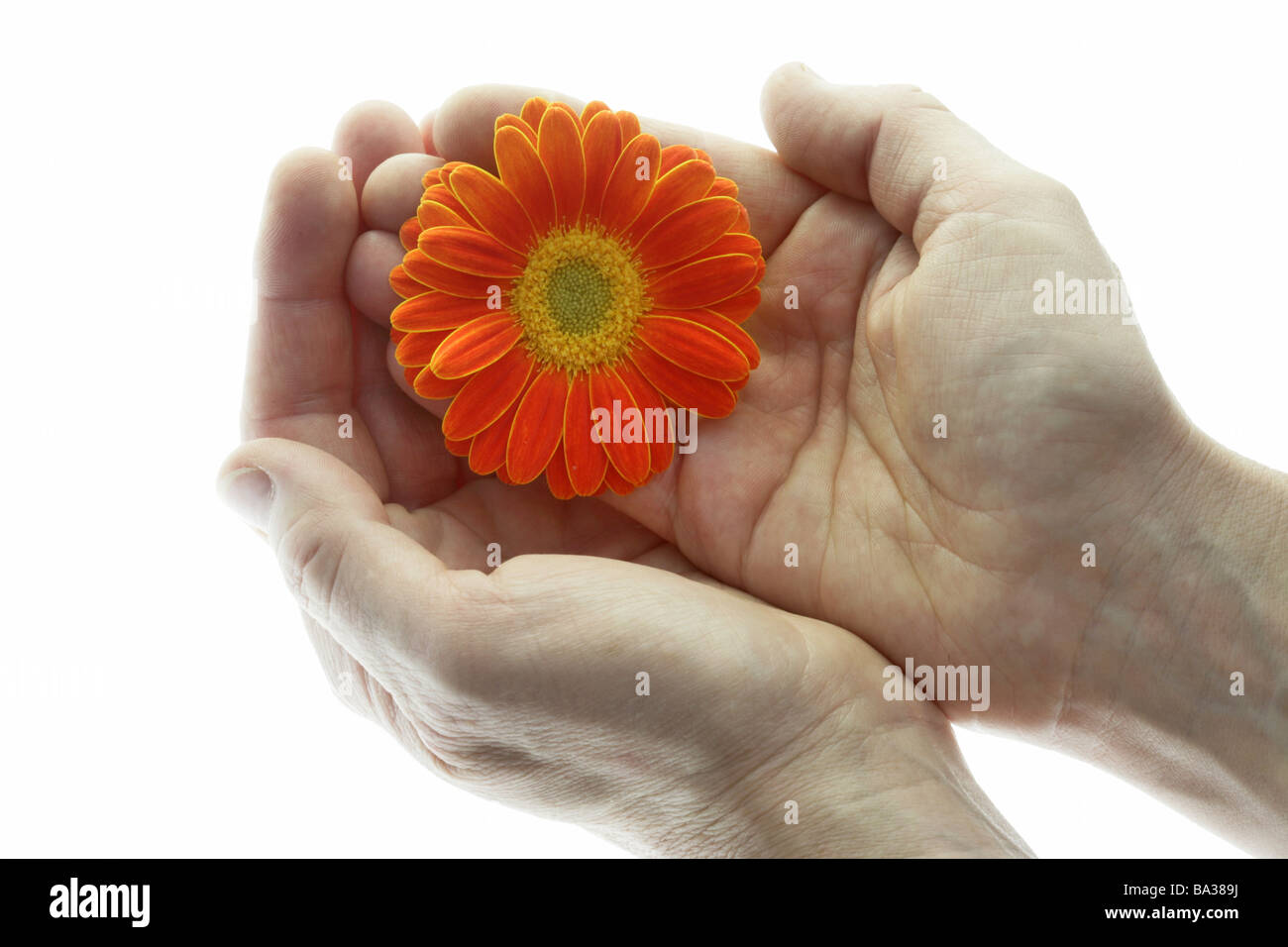 Guard petals hi-res stock photography and images - Alamy