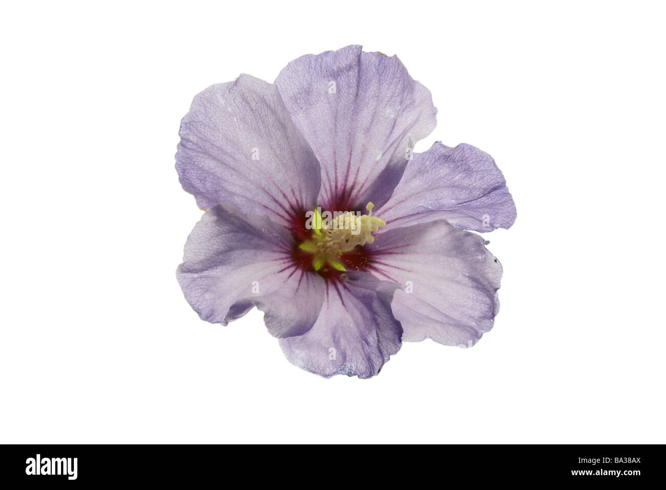 Violet veins Cut Out Stock Images & Pictures - Alamy