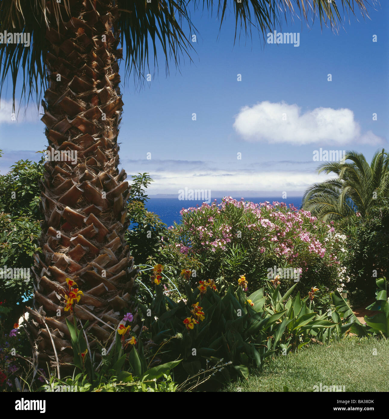 Portugal island Madeira Canico vegetation gaze Desertas islands sea ...