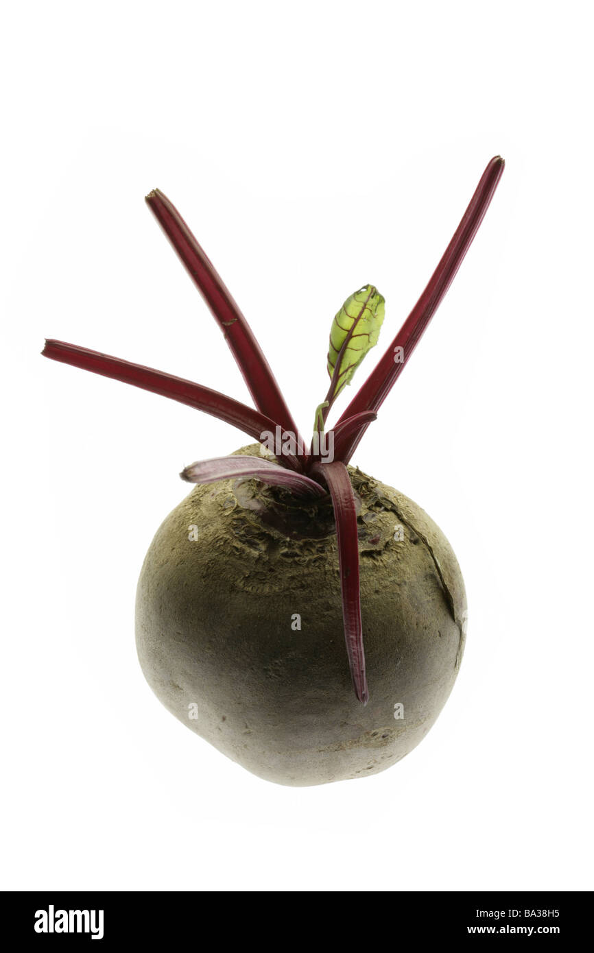 Beta vulgaris rubra beet root vegetable red hi-res stock photography ...