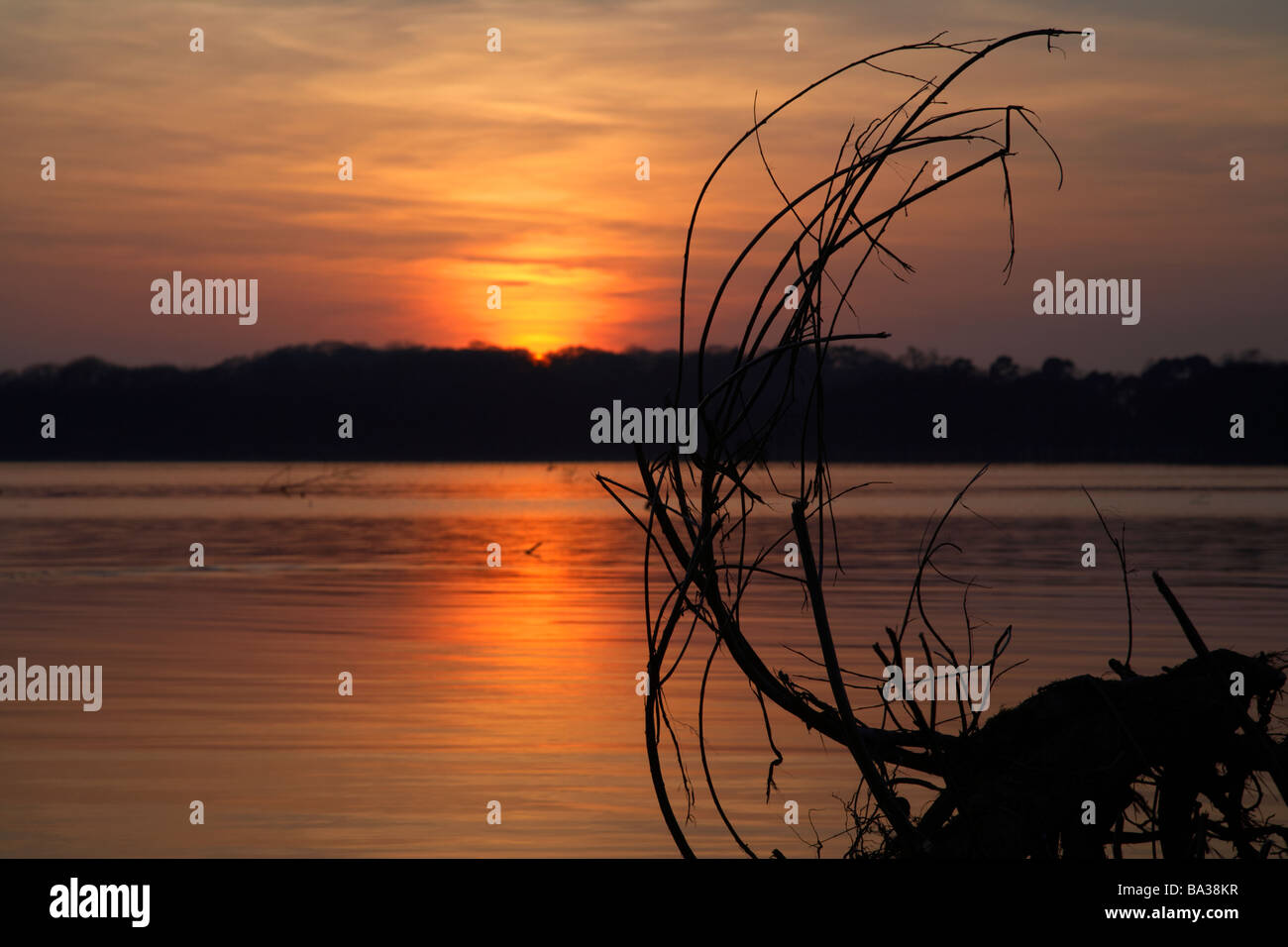 sunset over lough neagh with submerged floating tree branches in the ...