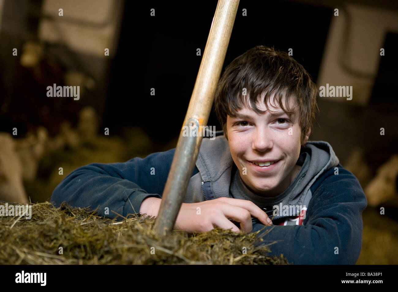 Traditional european farming farmer cattle agriculture hi-res stock ...