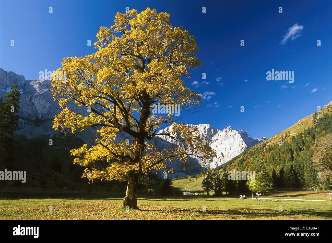 Variegated sycamore maple hi-res stock photography and images - Alamy