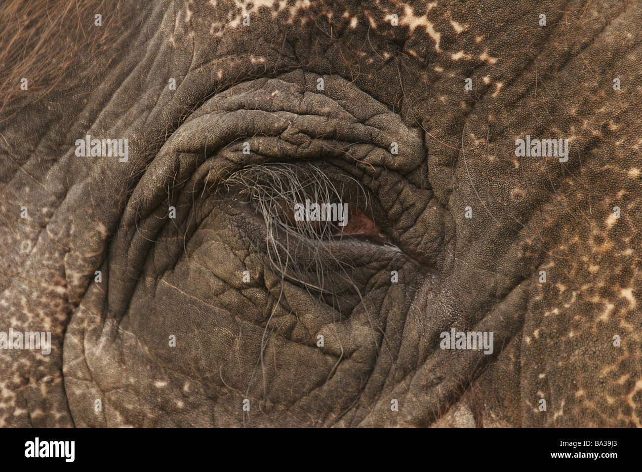 Hautfalten hi-res stock photography and images - Alamy
