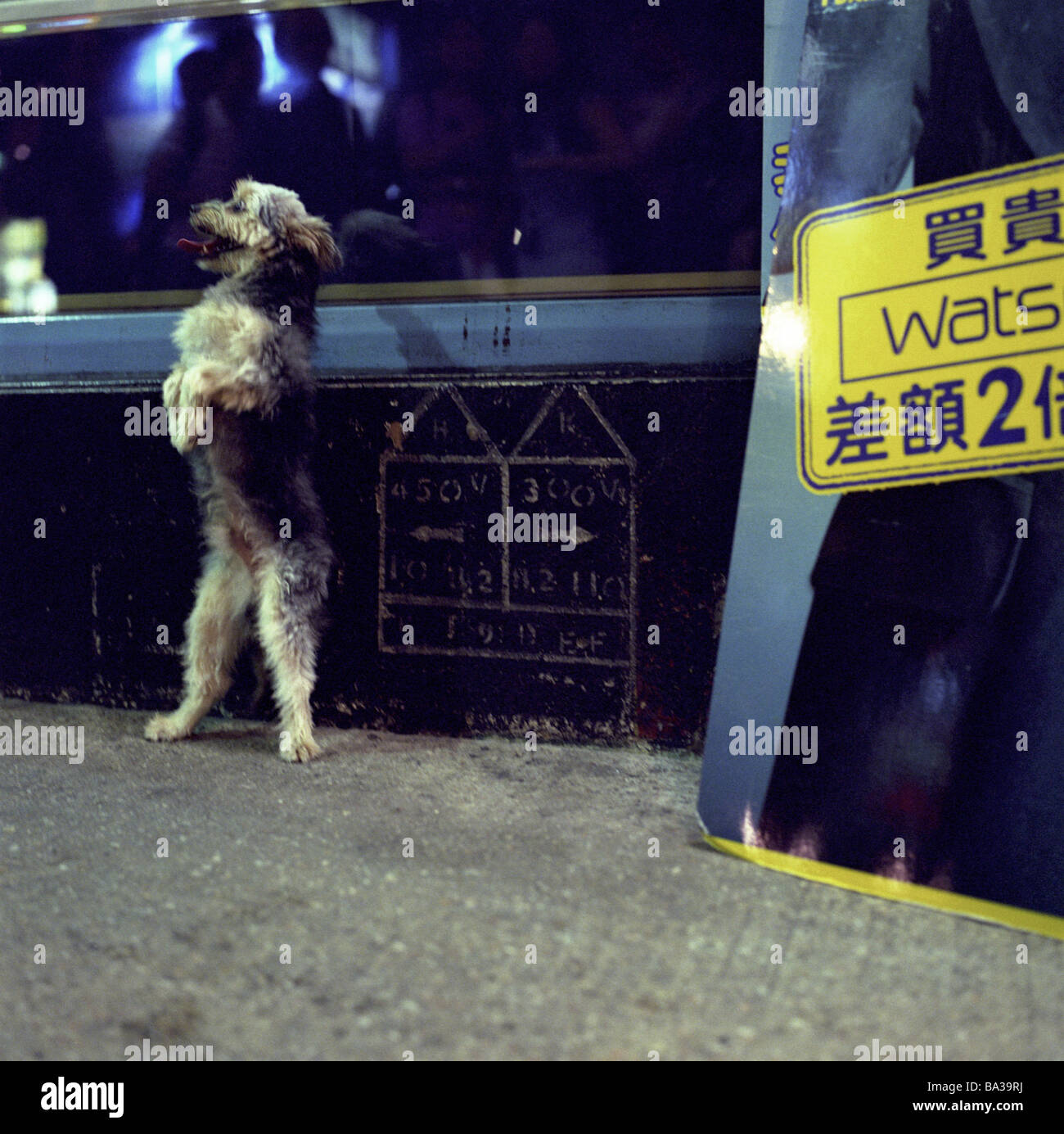 Half breed dog attention hi-res stock photography and images - Alamy