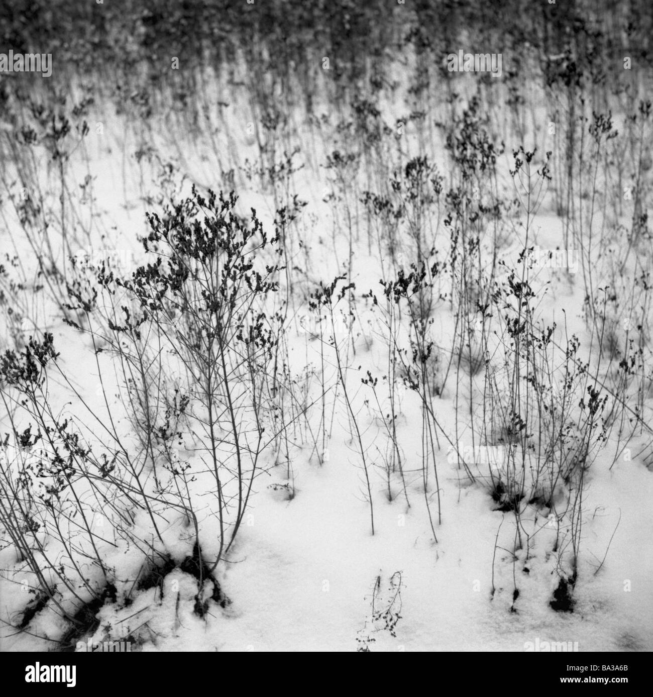 Shrubs grass snow s/w nature vegetation plants branches leaves dries up ...