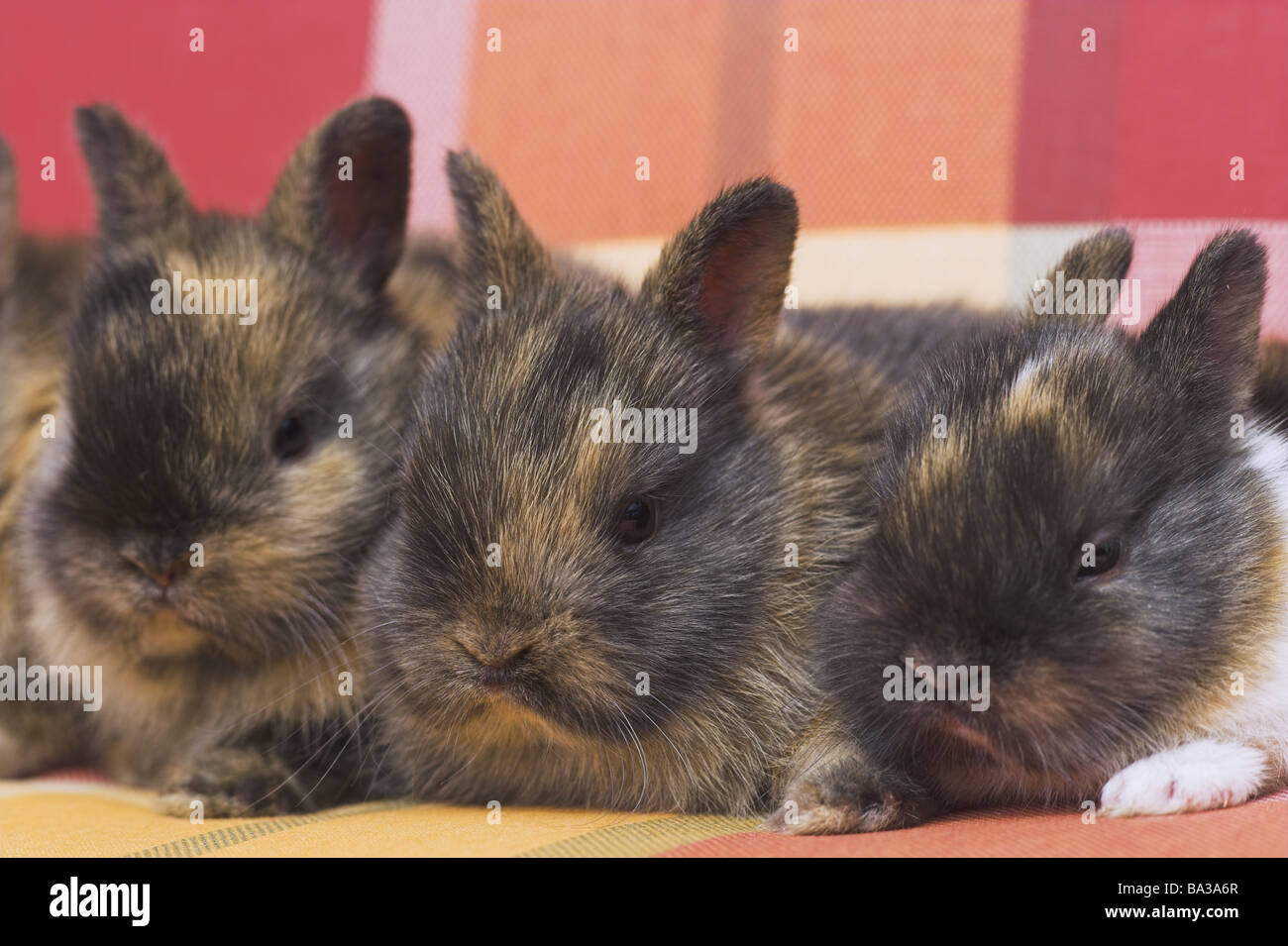 Three hare hi-res stock photography and images - Alamy
