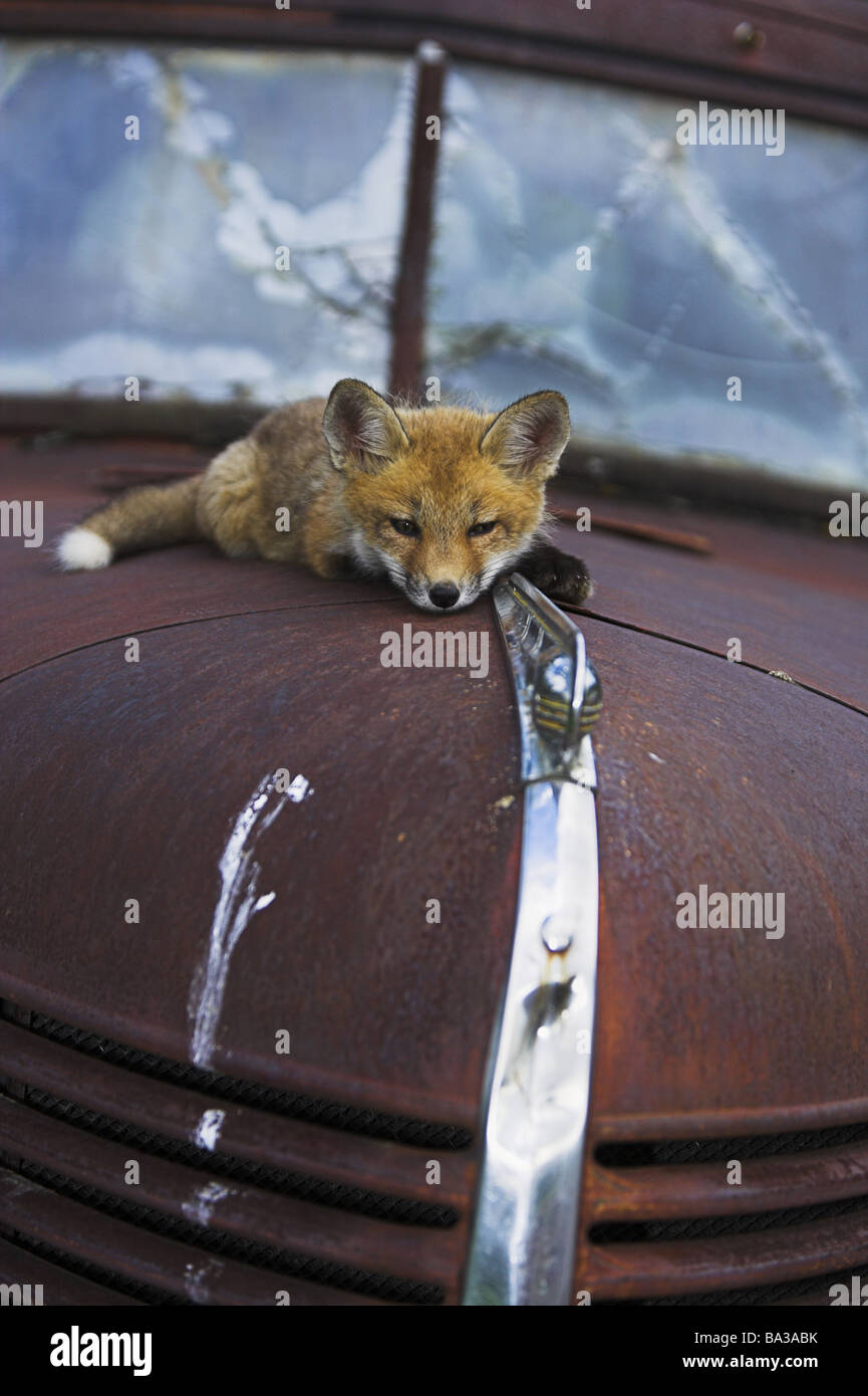 Snoozing red fox hi-res stock photography and images - Alamy